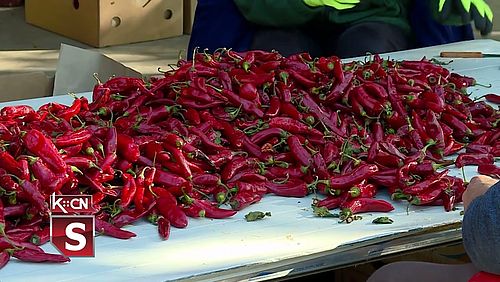 Proizvodnja začinske paprike